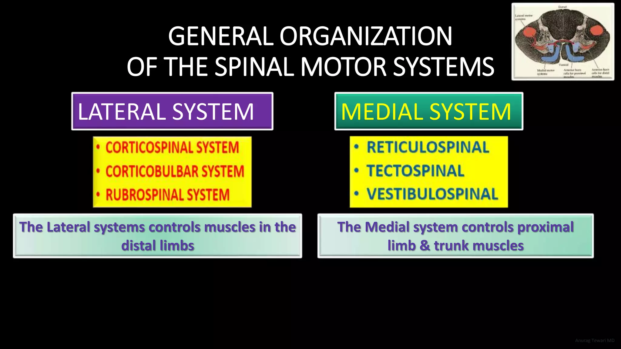 Basic Anatomy for Trans-cranial Motor Evoked Potentials Monitoring | PPTX