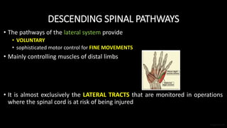 Basic Anatomy for Trans-cranial Motor Evoked Potentials Monitoring | PPTX