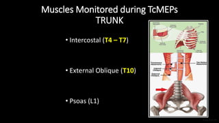 Basic Anatomy for Trans-cranial Motor Evoked Potentials Monitoring | PPTX