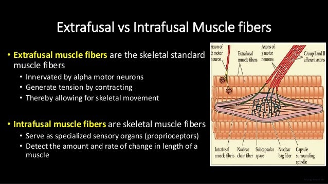 Basic Anatomy for Trans-cranial Motor Evoked Potentials Monitoring