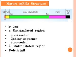 Post tRANSCRIBTION molecular biology.pdf