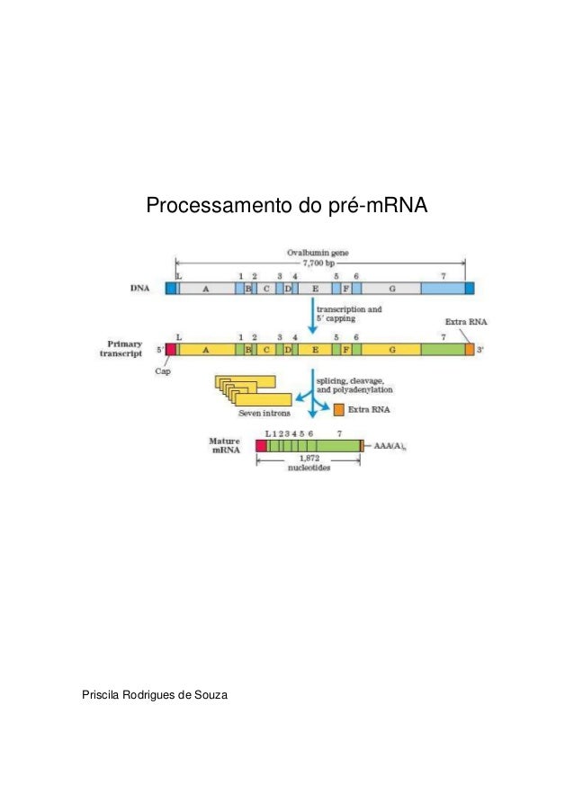 Transcrição e processamento do pré-mRNA