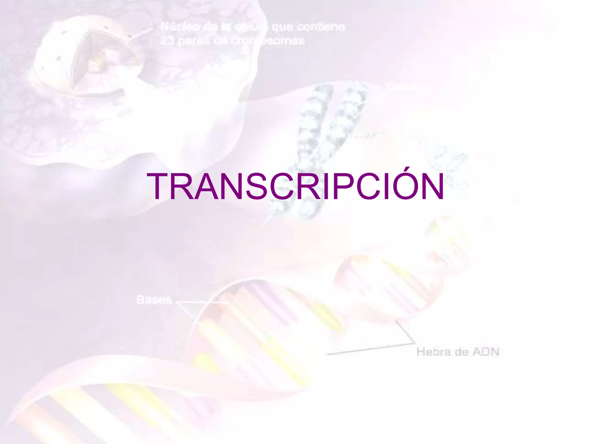 TRANSCRIPCIÓN 2022.ppt