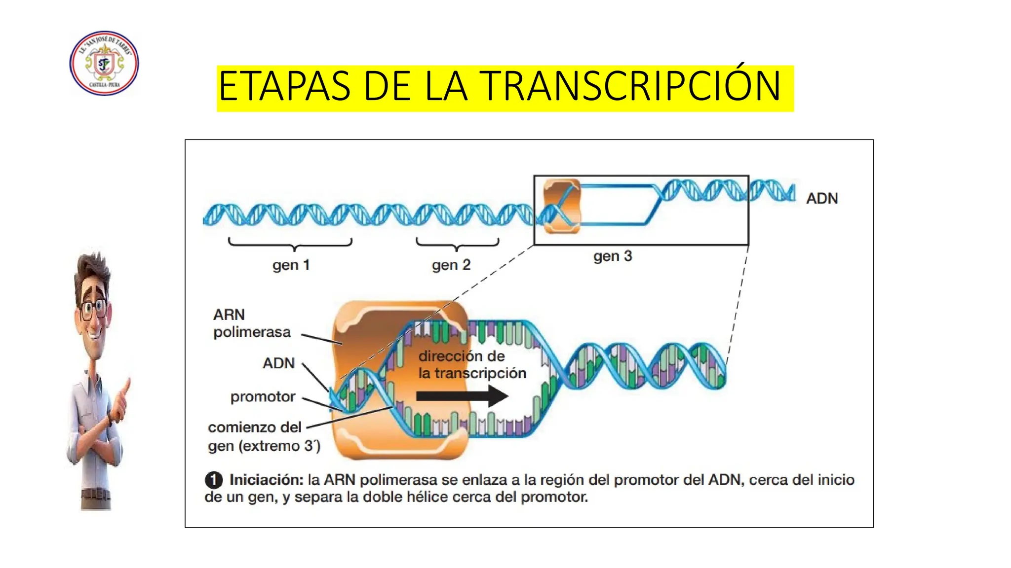 TRANSCRIPCIÓN DEL ADNxxxxxxxxxxxxxxx.pptx