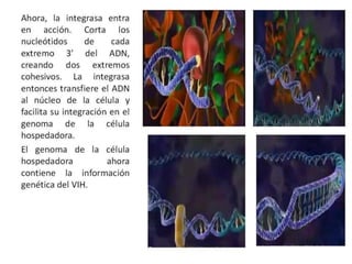 Transcripción inversa | PPTX
