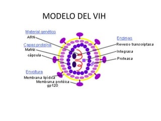 Transcripción inversa | PPTX