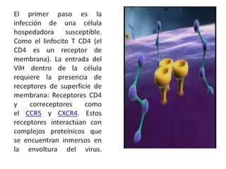 Transcripción inversa | PPTX