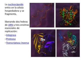 Transcripción inversa | PPTX