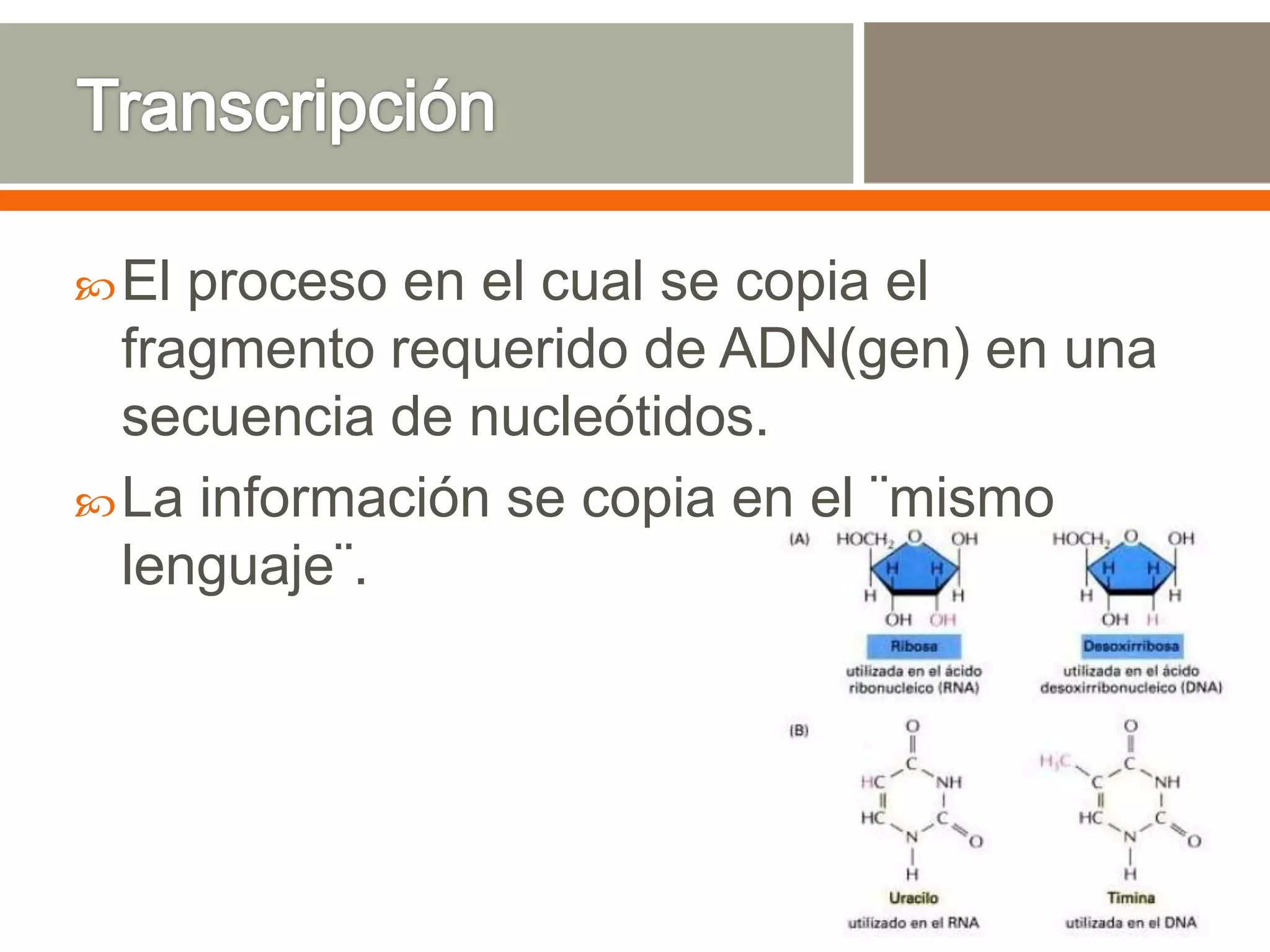 Transcripción y maduración del ARN | PPTX | Genetics | Science