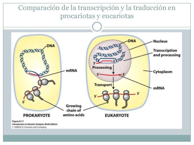 Transcripción y procesamiento.