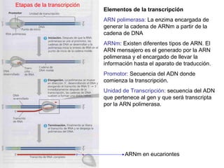 Transcripcion de arn | PPT