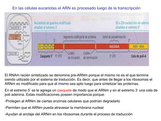 Transcripcion de arn | PPT