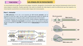 transcripcion.pptx