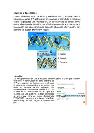 Transcripcion del-adn | DOCX