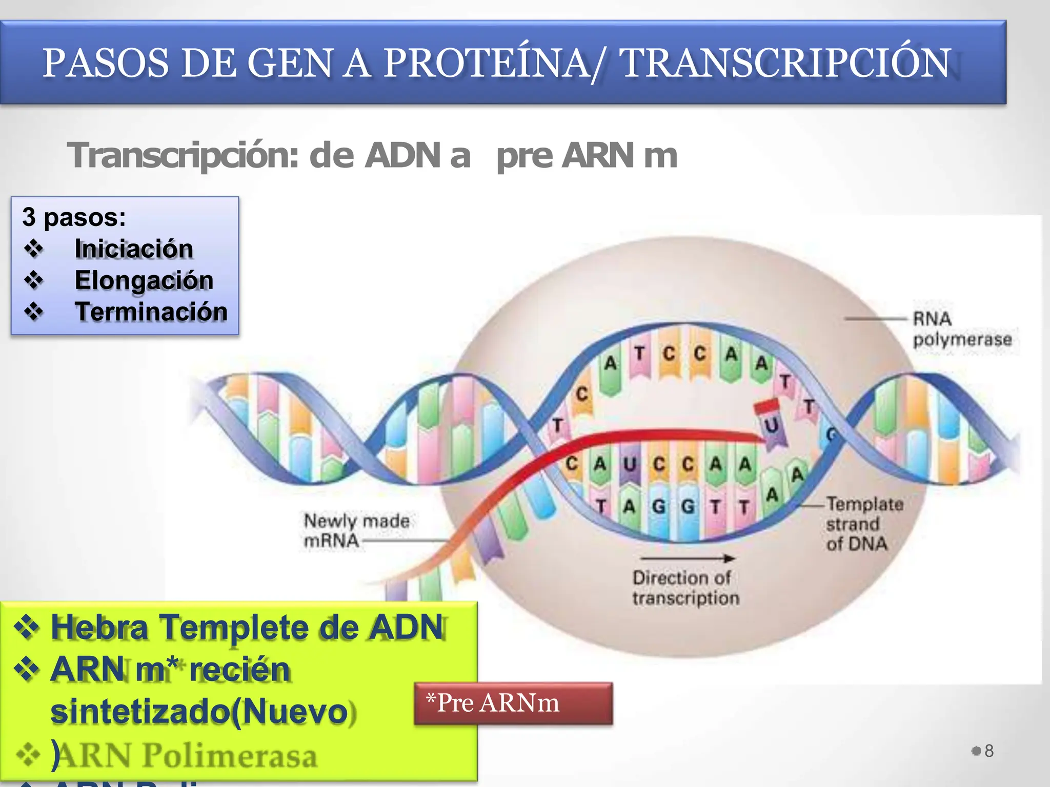 TRANSCRIPCION ARN.pptx CODIGO GENETICO... | PPTX