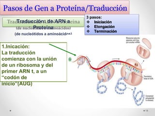 TRANSCRIPCION ARN.pptx CODIGO GENETICO... | PPTX