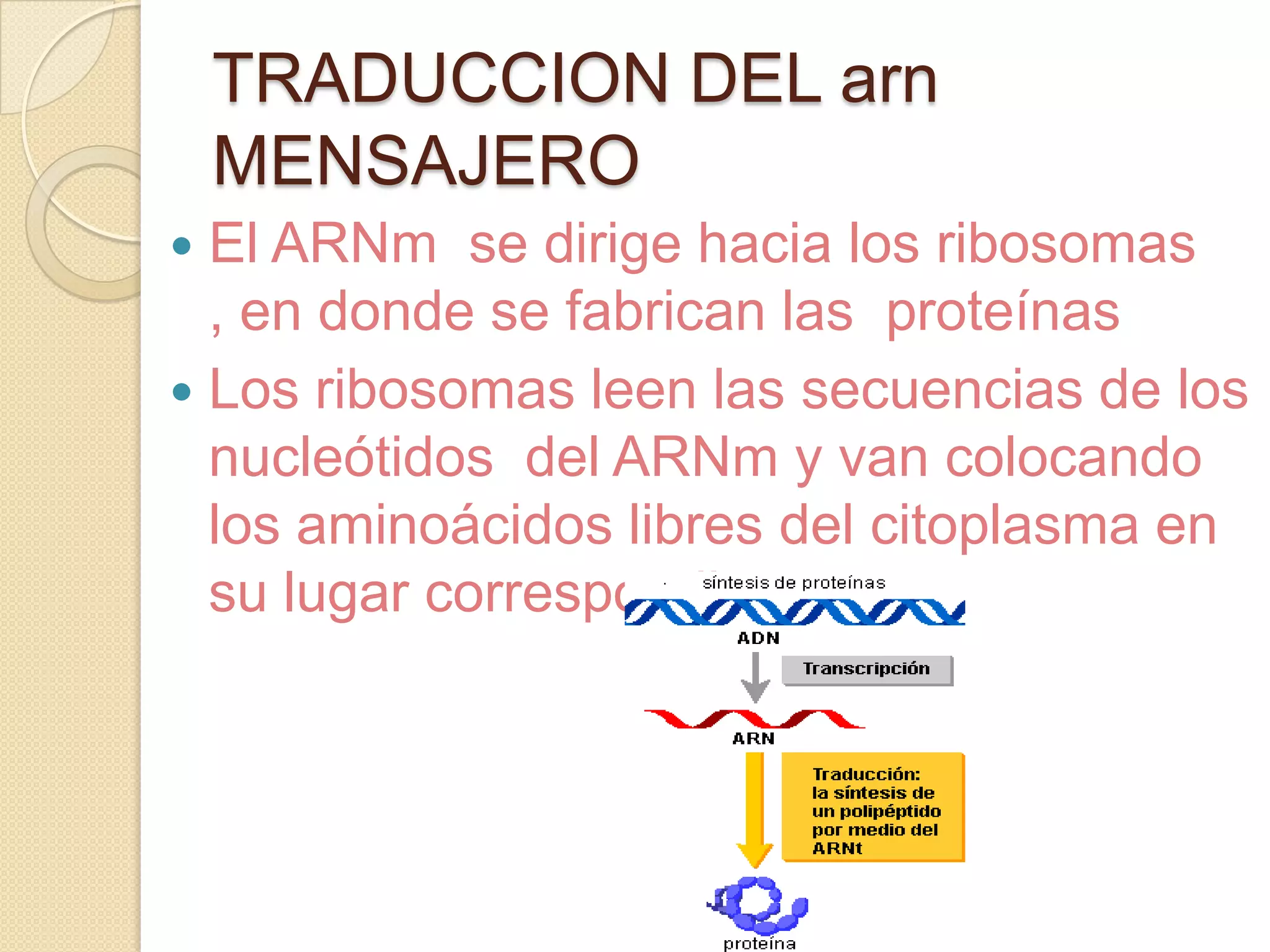 Transcripcion del adn | PPT