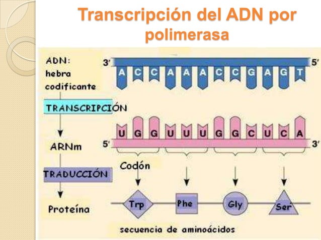 Transcripcion del adn | PPT