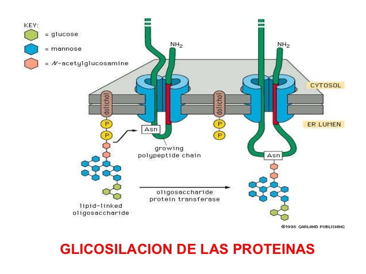 Transcripcion Del Gen Biotech 2011