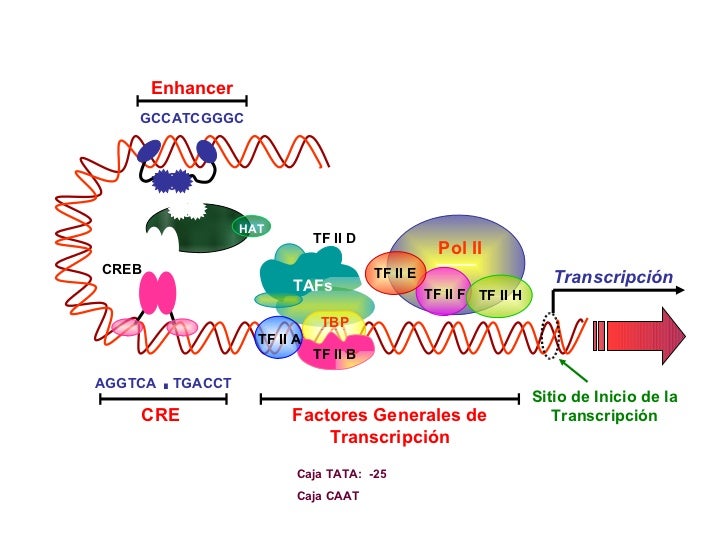 Transcripcion diapositivas