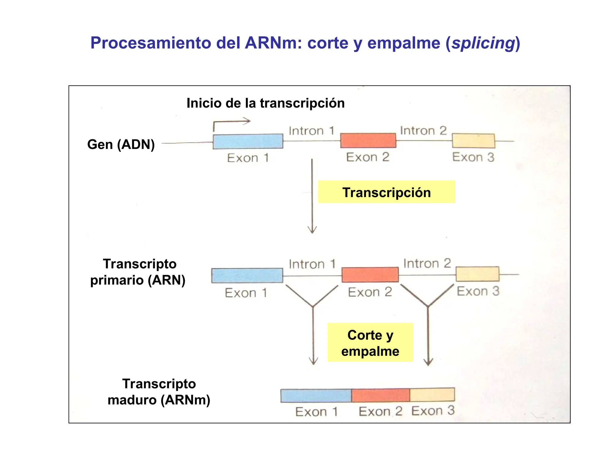 Transcripción y procesamiento del ARN.ppt