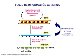 Transcripción y procesamiento del ARN.ppt