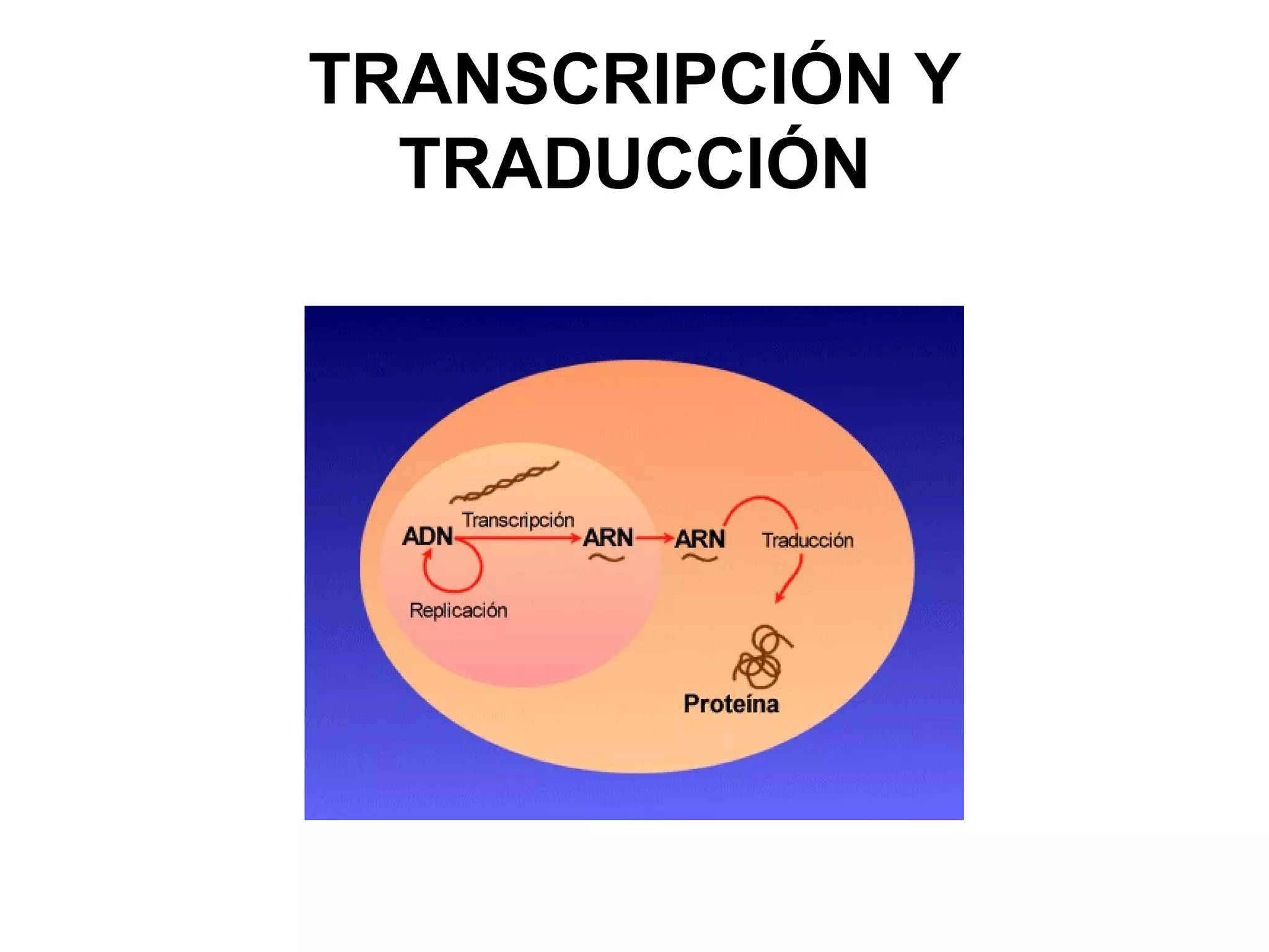 Transcripcion y traduccion | PPT