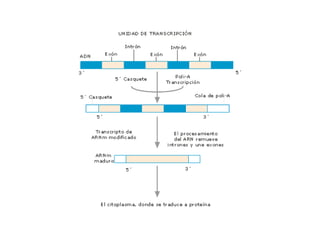 Transcripcion y traduccion | PPT