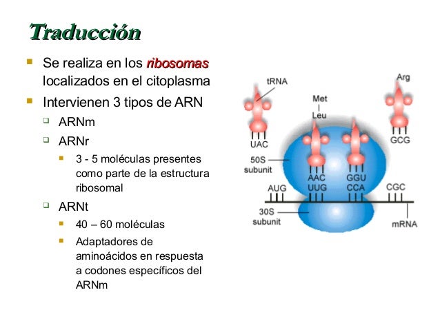 Transcripcion Del Adn Y Traduccion Del Arnm