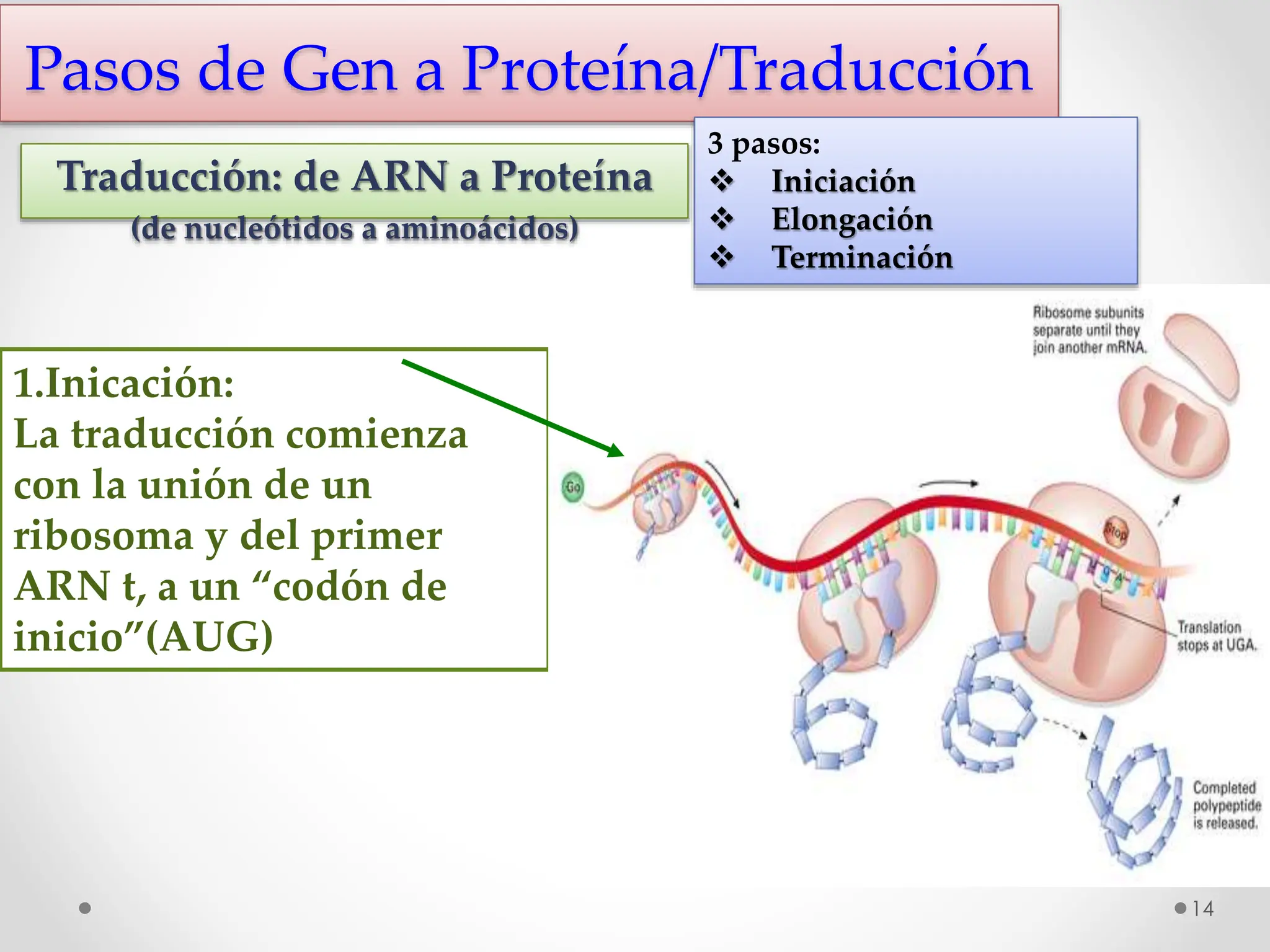 Transcripcion y Traduccion ADN y ARN PROTEINA | PDF