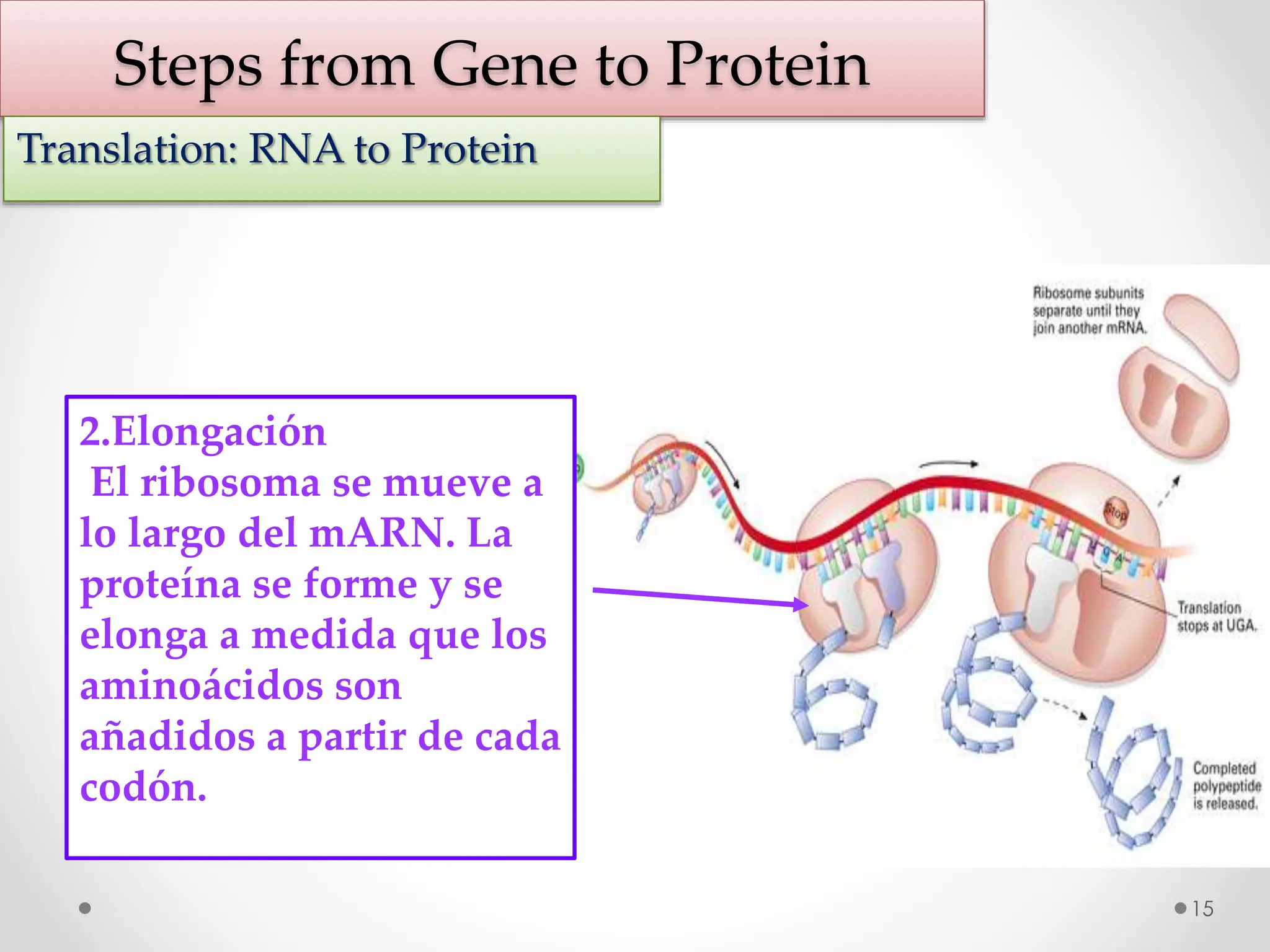Transcripcion y Traduccion ADN y ARN PROTEINA | PDF