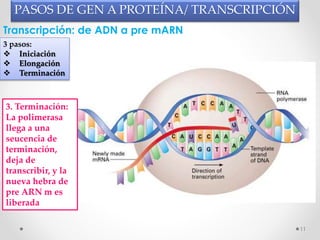 Transcripcion y Traduccion ADN y ARN PROTEINA | PDF