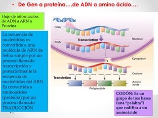 Transcripcion y Traduccion ADN y ARN PROTEINA | PDF