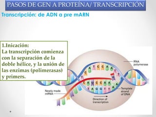 Transcripcion y Traduccion ADN y ARN PROTEINA | PDF