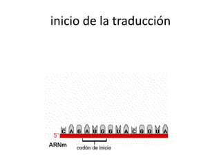 Transcripción y traducción de proteínas | PPTX