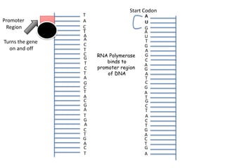 Transcription | PPTX