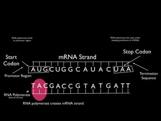 Transcription | KEY | Genetics | Science