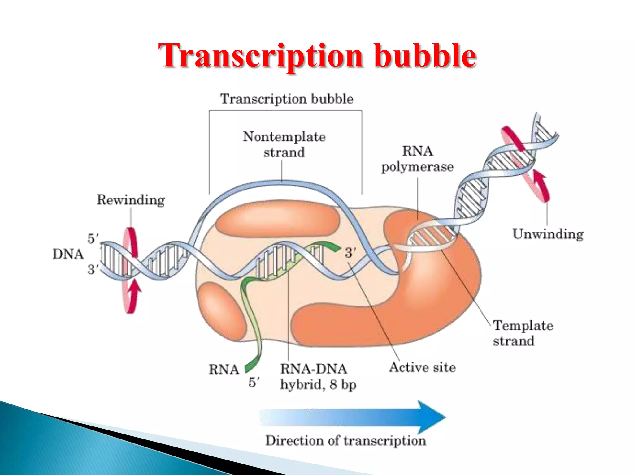 Transcription | PPTX