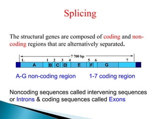 Transcription | PPTX