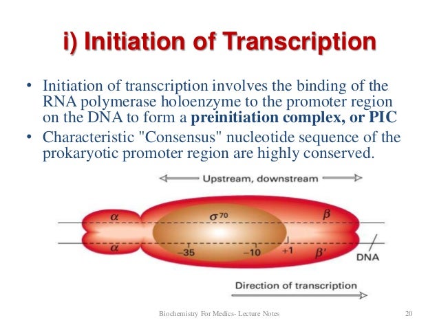 DNA Transcription- Part-1