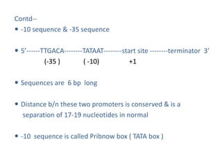 Transcription | PPT | Chemistry | Science