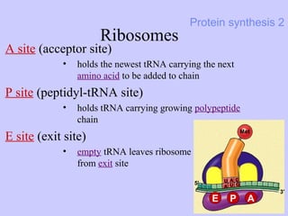 Transcription.translation lecture | PPT