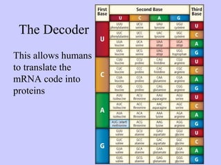 Transcription.translation lecture | PPT