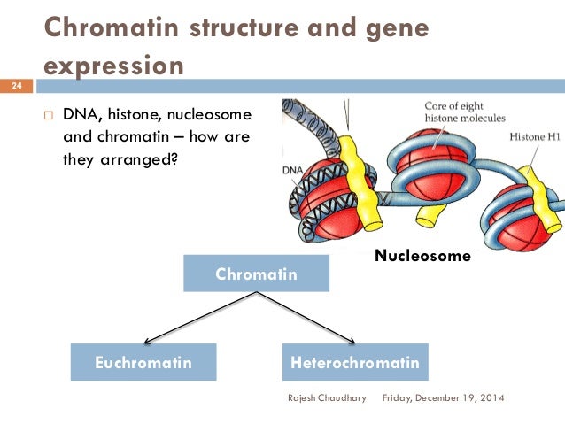 Chromatin Structure And Gene Expression