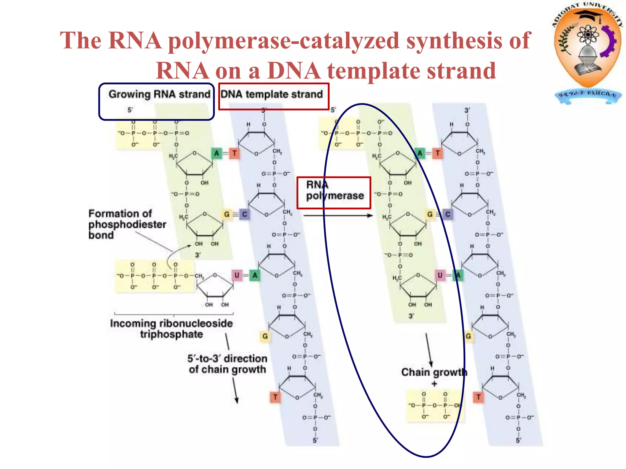 Transcription | PPTX