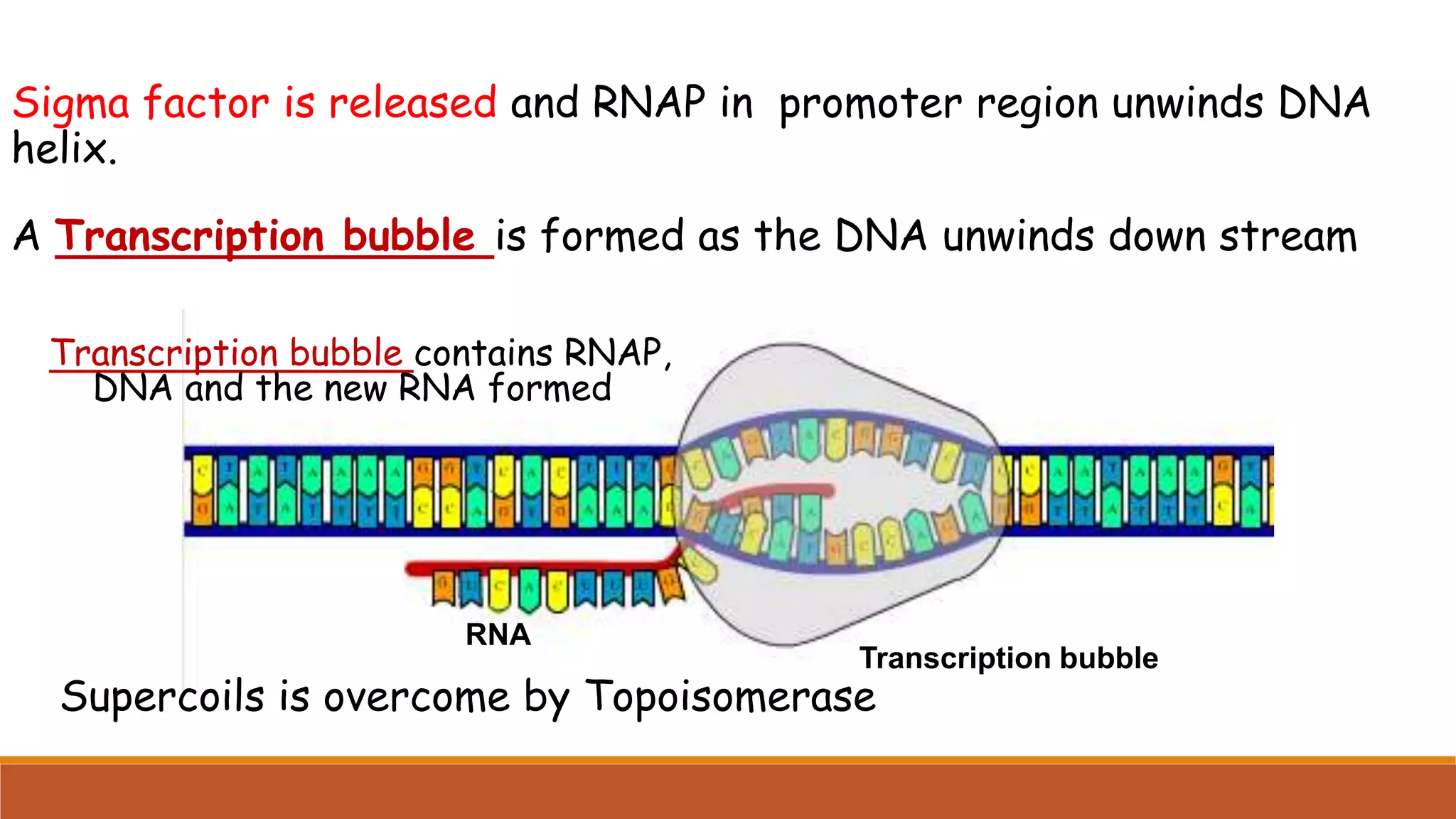 Transcription | PPSX