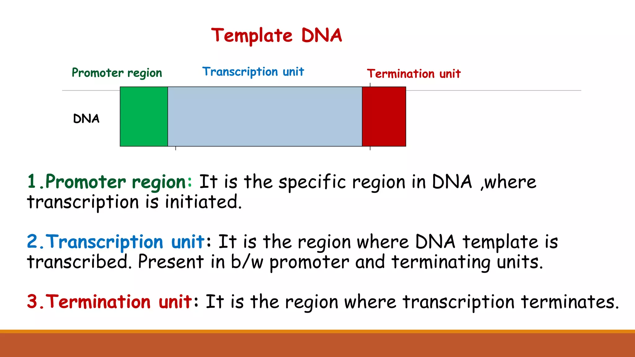 Transcription | PPSX | Chemistry | Science