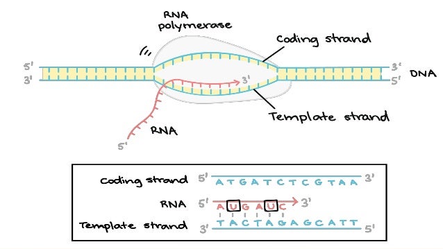 DNA Transcription