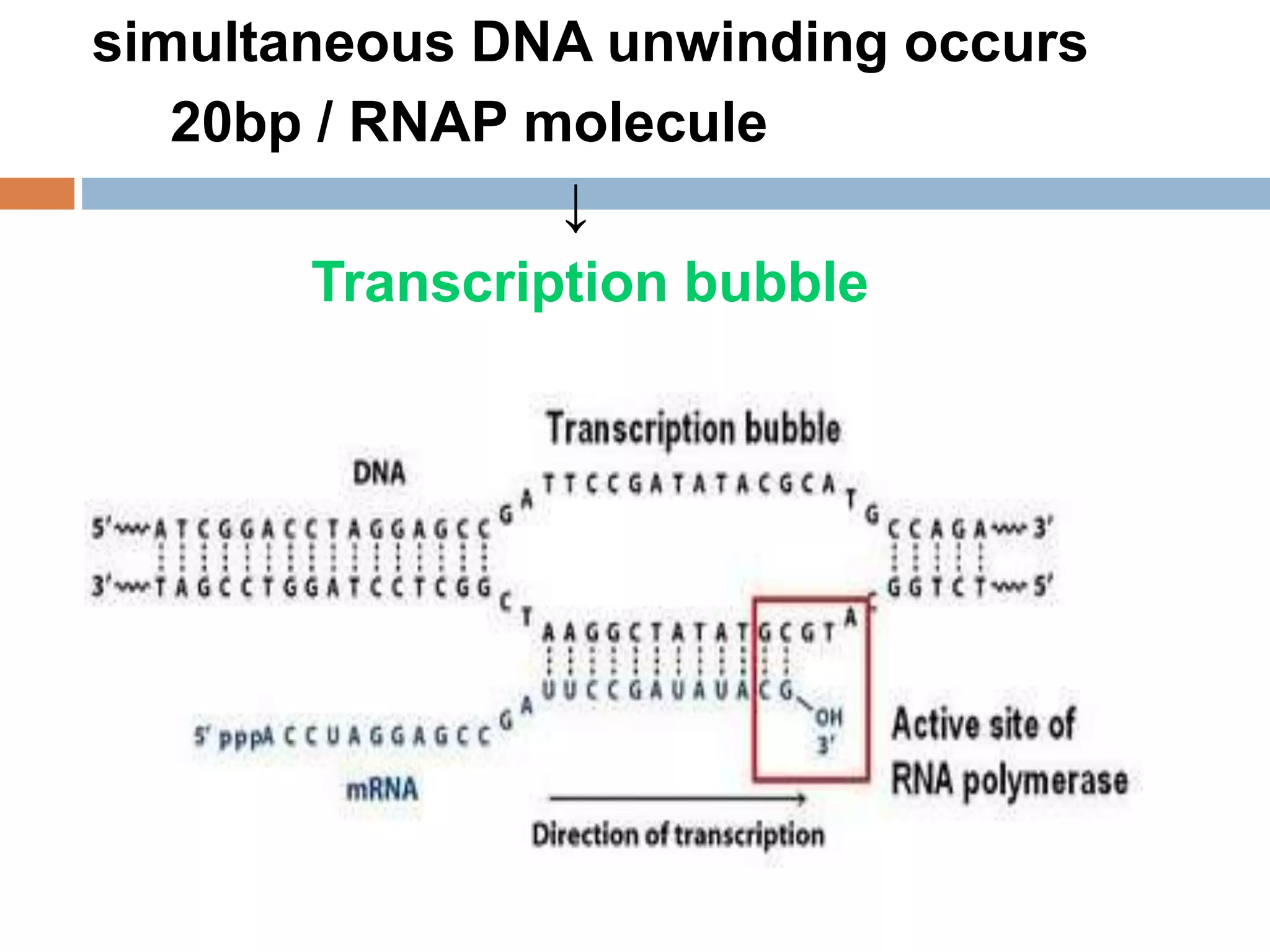 Transcription of DNA | PPTX