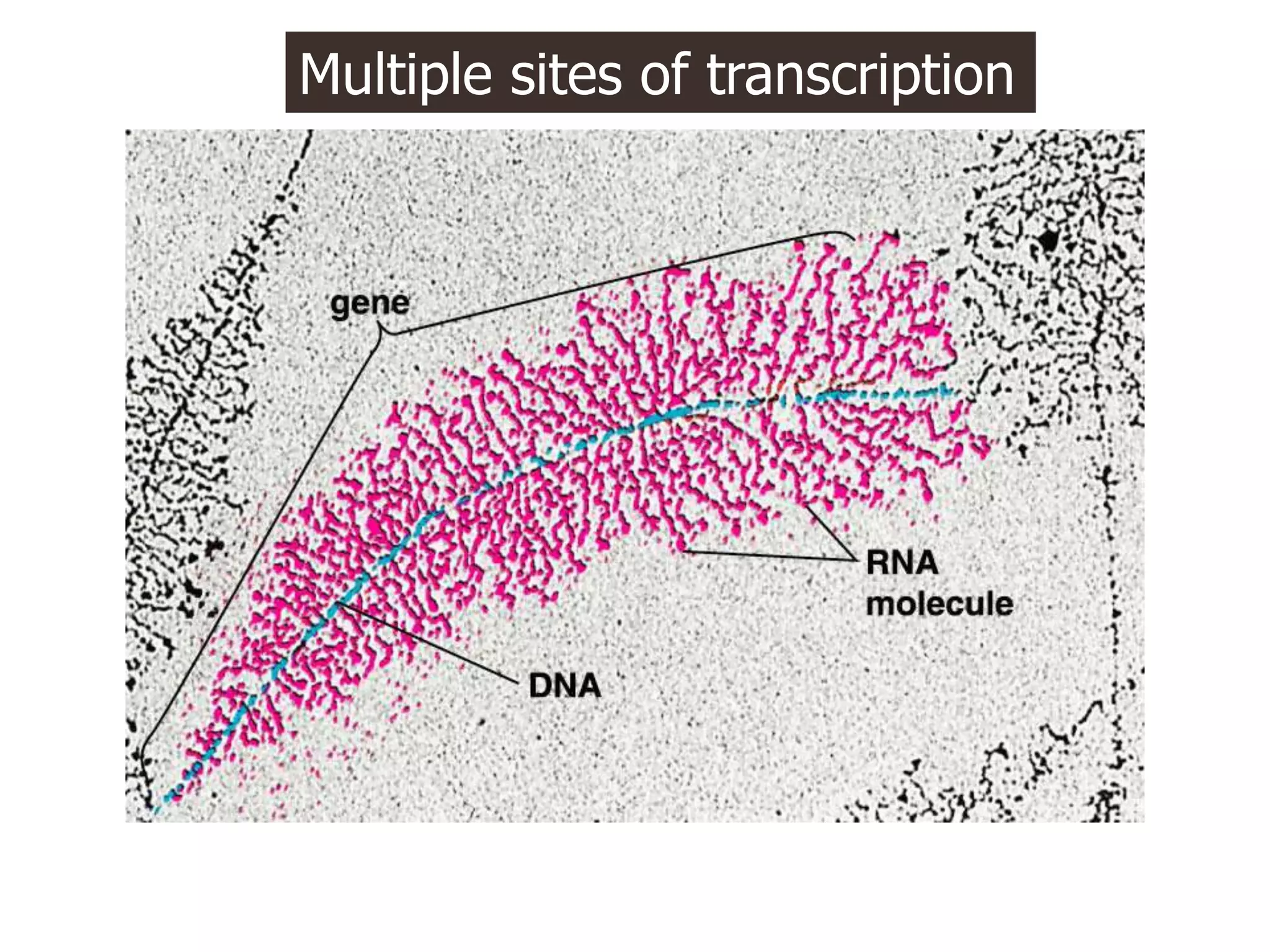 Transcription of DNA | PPTX